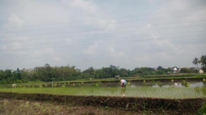 Potensi Cetak Sawah Donomulyo 60 Hektare - Tribunjogja.com Potensi Cetak Sawah Donomulyo 60 Hektare - Tribunjogja.com