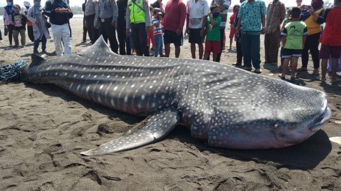 Hiu Tutul Sepanjang 5,9 Meter yang Terdampar di Pantai Congot Termasuk ...