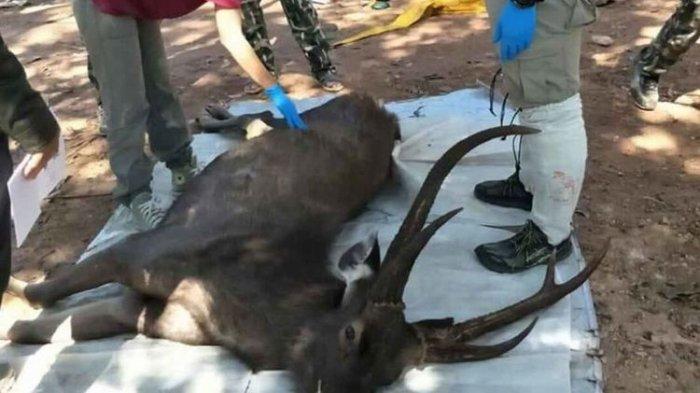 Seekor Rusa Ditemukan Mati, Diduga akibat Makan Sampah Plastik dan ...