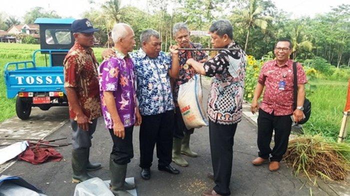 Panen Ubinan Padi Kota Magelang Capai 12,64 Ton/hektar - Tribunjogja.com
