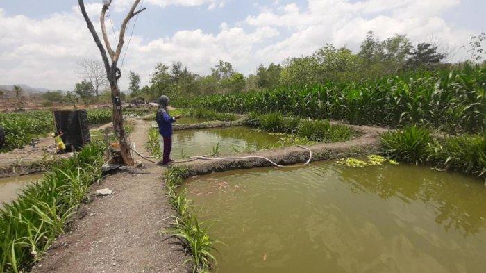 Selalu Kekeringan, Kini Widoro Lor Berubah Jadi Daerah Subur Berkat Ini ...