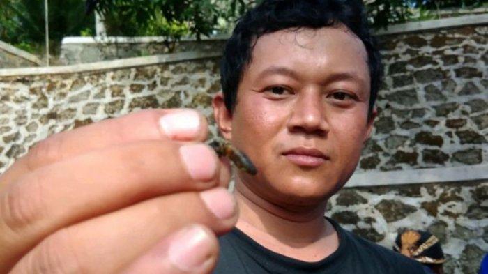 Kisah Pemindahan Sarang Tawon Gung di Gunung Api Purba Nglanggeran ...