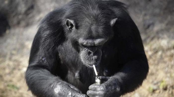 7 Hewan yang Masuk Dalam Kategori Cerdas Punya Ingatan Baik ...