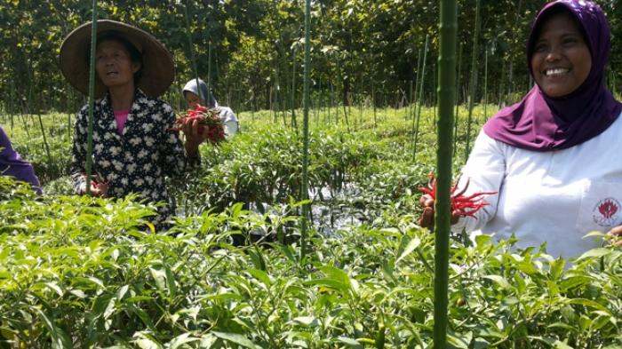 Kelompok Tani Cabai di Playen Kembangkan Pengairan Sistem Infus ...