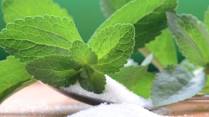 Mengenal Stevia Rebaudiana, Pemanis Alami yang Tak Bikin Gula Darah ...