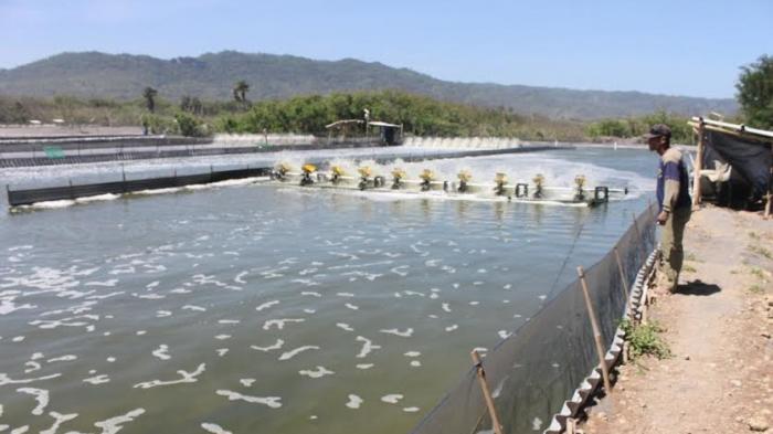 Cuma Satu Tambak yang Berizin - Tribunjogja.com