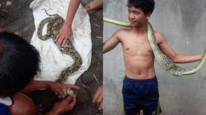 Warga Kampung Mantrijeron Tangkap Ular Sepanjang 1,5 Meter ...