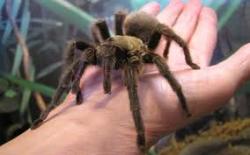 Melihat Tarantula Ganti Kulit Itu Indah - Tribunjogja.com