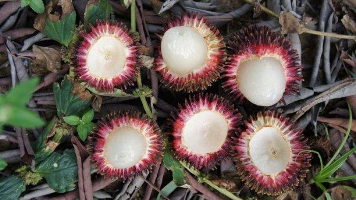 Bentuknya Mirip, Tapi Buah Ini Namanya Bukan Rambutan Lho - Tribunjogja.com