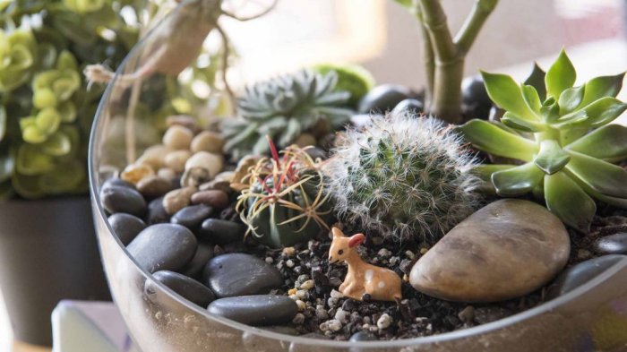 Ini Bahan dan Tahapan Lengkap Membuat Terarium - Tribunjogja.com