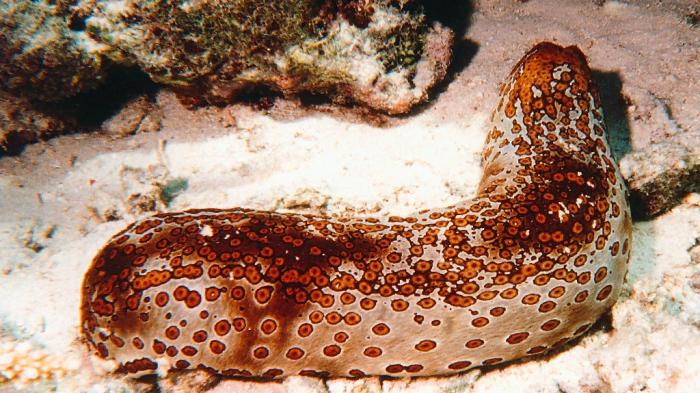 Si Timun Laut yang Kaya Manfaat - Tribunjogja.com