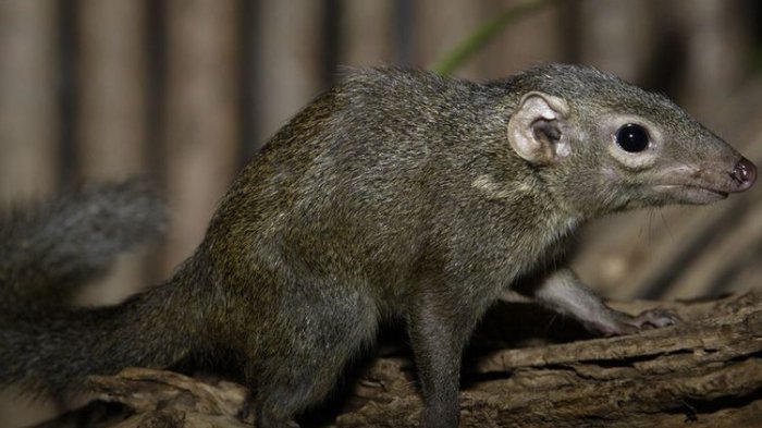 Tupai Ini Merupakan Satu-satunya Mamalia Selain Manusia yang Menyukai ...