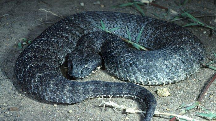 Bukan Ular Derik, Inilah Ular Death Adder dengan Racun Sangat Kuat yang ...