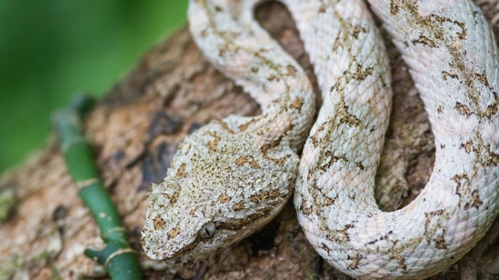 Ini Jenis Bau yang Bisa Menjadi Pertanda Ada Ular Berbisa di Rumah Anda ...