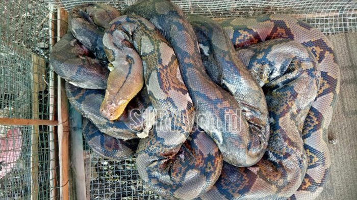 Hingga Kini, Warga Sudah Tangkap 9 Ular Sanca Kembang Besar di Kawasan ...