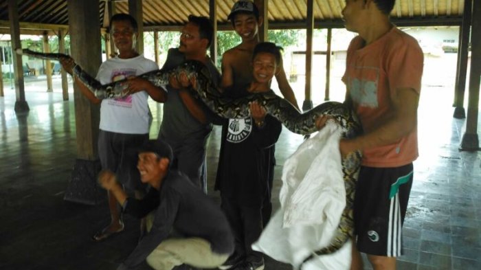 Inilah Alasan Ular Masuk Rumah dan Cara Mencegahnya - Tribunjogja.com