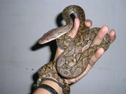 Asyiknya Memelihara Ular - Tribunjogja.com