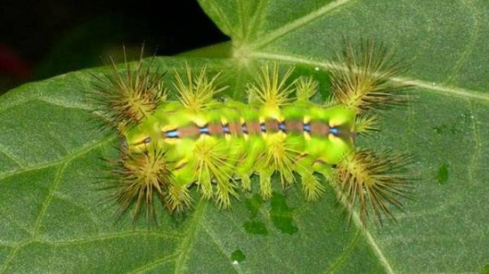 Mengenal Ulat-ulat Indonesia yang Bikin Gatal Luar Biasa - Tribunjogja.com