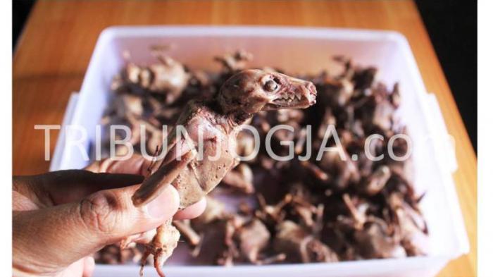 Ekstrem ! Warung Daging Codot Bantul, Anda Berani Coba? - Tribunjogja.com