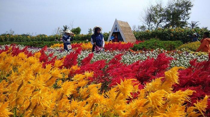 Wisata Kebun Bunga Romantic Garden, Danang Sempat Khawatir Sepi ...