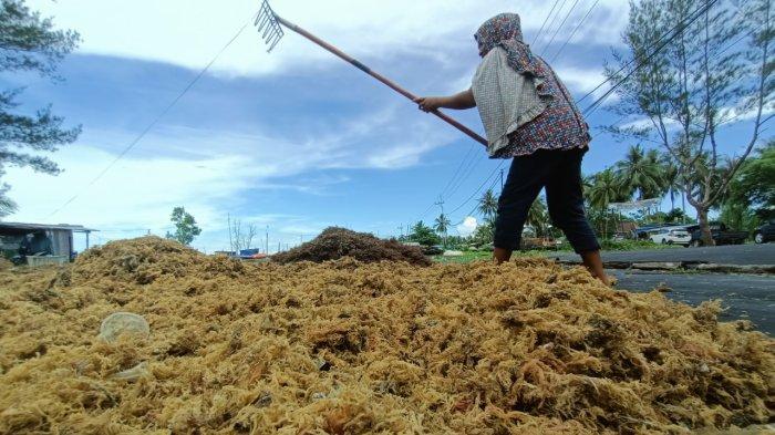 Korban Penggelapan Uang Pembelian Rumput Laut di Nunukan Lebih 2 Orang ...