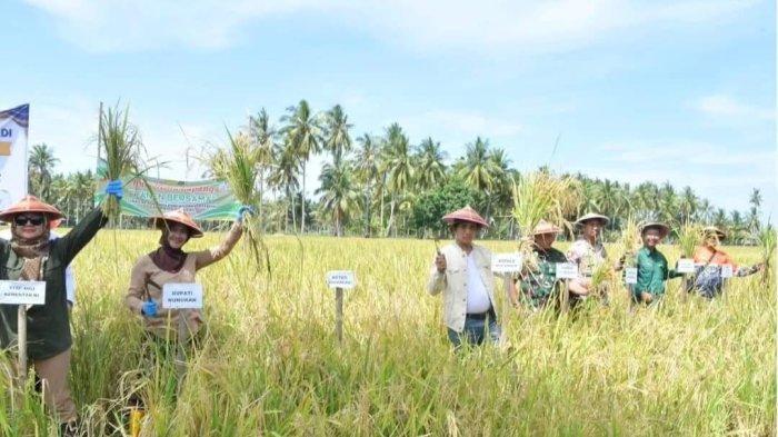 Bupati Nunukan Panen Raya Padi Bareng Kementan RI di Pulau Sebatik ...