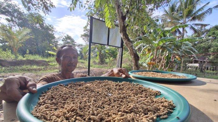 KUPS Agroforestry-Gapoktanhut Sulap Limbah Kelautan dan Perikanan jadi Pakan Ikan dan Ternak ...