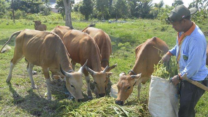 Usaha Ternak Sapi Menjanjikan dan Bisa jadi Hiburan, Peternak: Bisa ...