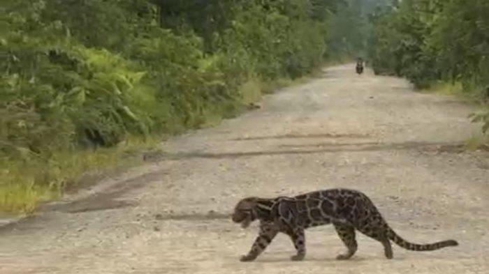 Macan Dahan Melintas di Jalan Poros Bebatu, Bikin Kaget Rombongan ...