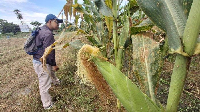 4 Ha Lahan Eksisting Layak Tanam Jagung, Petani Akui Belum Ada ...
