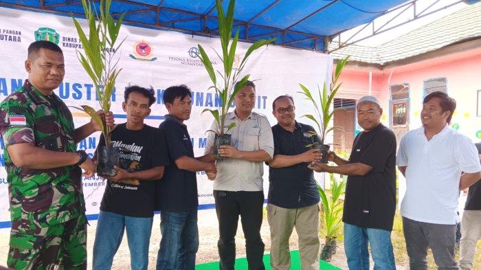 Peringati HUT Ke 26, PT PKN Bagikan Bibit Sawit di Tanjung Agung ...