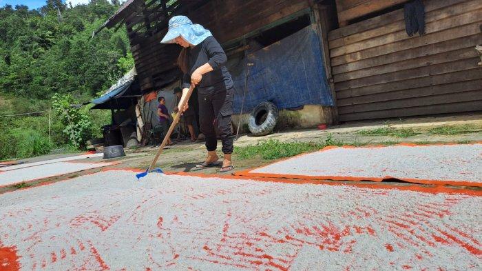 Intip Proses Pembuatan Garam Gunung di Krayan Nunukan, Pemasaran Lebih ...