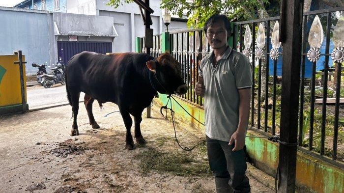 Sekilas Tentang Rembo, Sapi Lokal Pinangan Presiden RI untuk Kurban ...