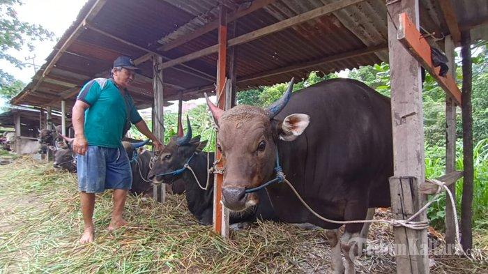 Persiapan Kurban Idul Adha, Tarakan Sediakan Pemeriksaan Antemortem dan ...