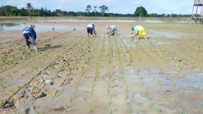 Hama Burung Pipit, Momok bagi Petani di Desa Sajau Hilir Bulungan ...