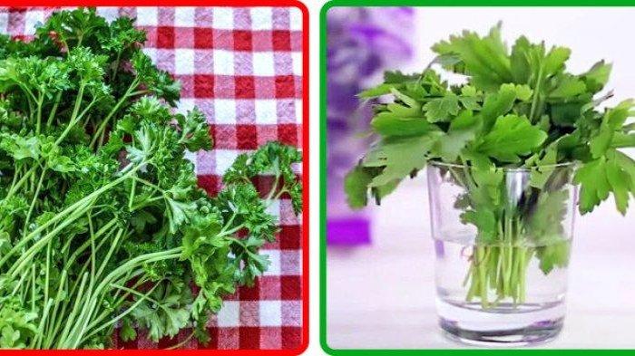 Tak Cuma Taoge, Daun Seledri juga Berkhasiat Untuk Kesuburan Pria Bila ...