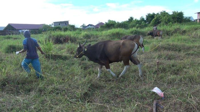 Tanjung Palas Utara Miliki Populasi Ternak Sapi Terbanyak di Bulungan Kaltara, Mencapai 1.268 ...