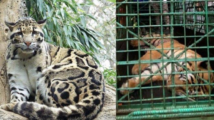 Update Harimau Terkam Warga Samarinda, Tersangka AS juga Pelihara Macan ...