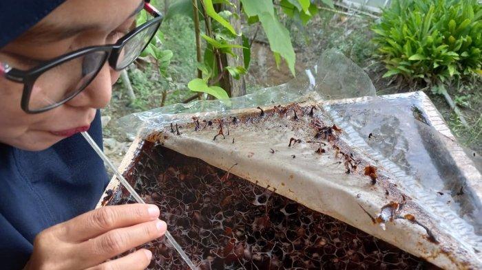 UMKM Kaltara, Budidaya Madu Kelulut Bagi Pengusaha Pemula, Tips Merawat ...