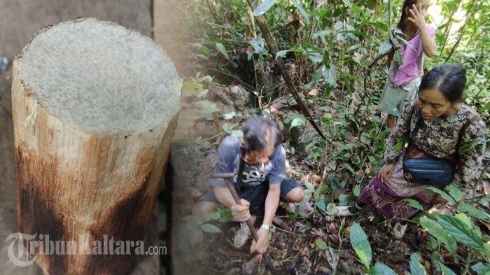 Ketika Hutan tak Lagi Menjanjikan Bahan Makanan Bagi Suku Punan Batu ...