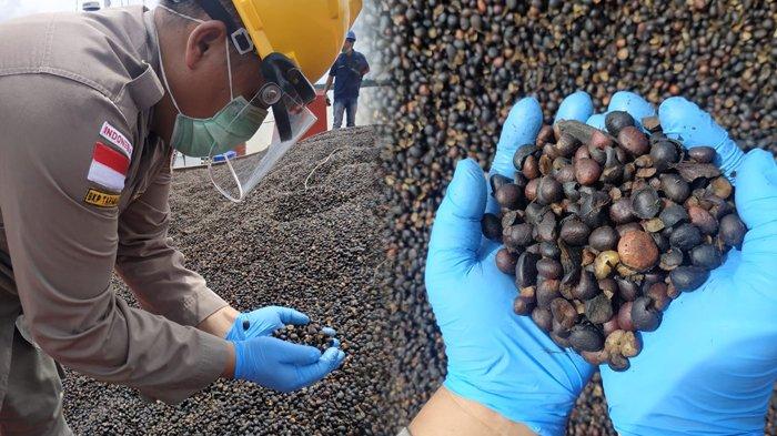 MUAT KERNEL DI PABRIK KELAPA SAWIT, 53% OFF