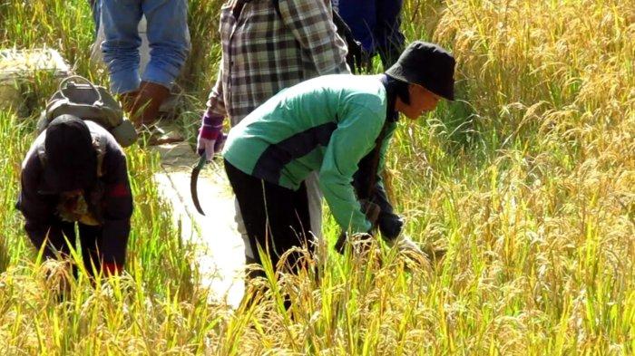 Petani Padi di Malinau Perbanyak Bibit, Target Penuhi 50 Persen ...