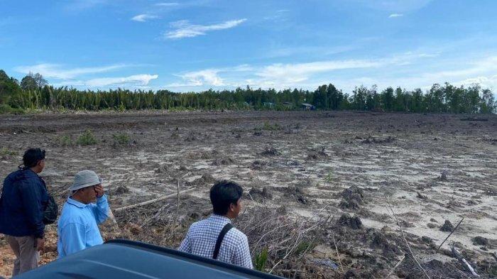 Hutan Mangrove di Pulau Sebatik Dibabat, DLH Nunukan Dua Kali Bersurat ...