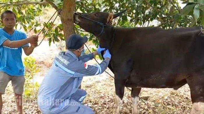 Petugas Balai Karantina Kaltara Ambil Sampel Darah Sapi Jelang Idul Adha, Antisipasi PMK dan ...