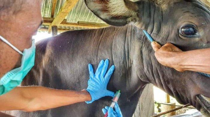 Uji Deteksi Dini Brucellosis, 175 Sapi Asal Gorontalo Dilakukan Pengambilan Sampel Darah di ...