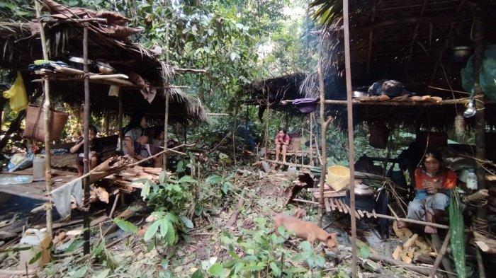 Konsisten Jaga Kelestarian Hutan, Masyarakat Adat Punan Batu Bulungan ...