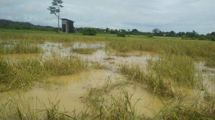 Petani Padi di Malinau Utara 3 Kali Gagal Panen Akibat banjir, Janji Bantuan Rp 6 Juta ...