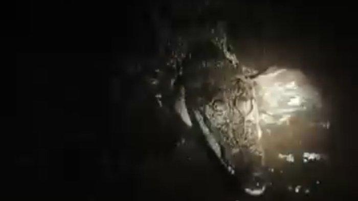 Viral Kemunculan Buaya Malam Hari di Desa Basirih Hulu Kotim, BKSDA Sampit Beber Alasannya ...