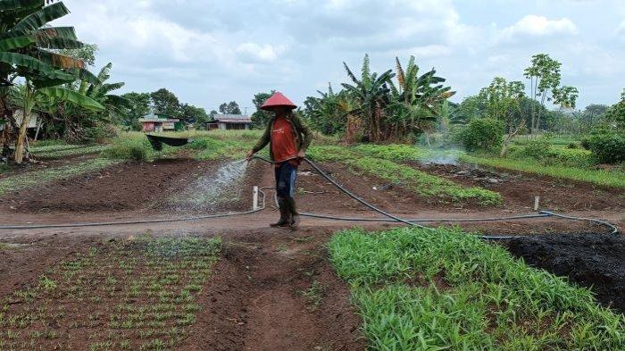 403 Hektare Lahan Pertanian Kotim Alami Puso Akibat Kekeringan Musim Kemarau, Harap Bantuan ...