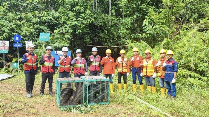 PT Asmin Bara Bronang dan BKSDA Kalteng Lepas 2 Beruang Madu di Hutan ...